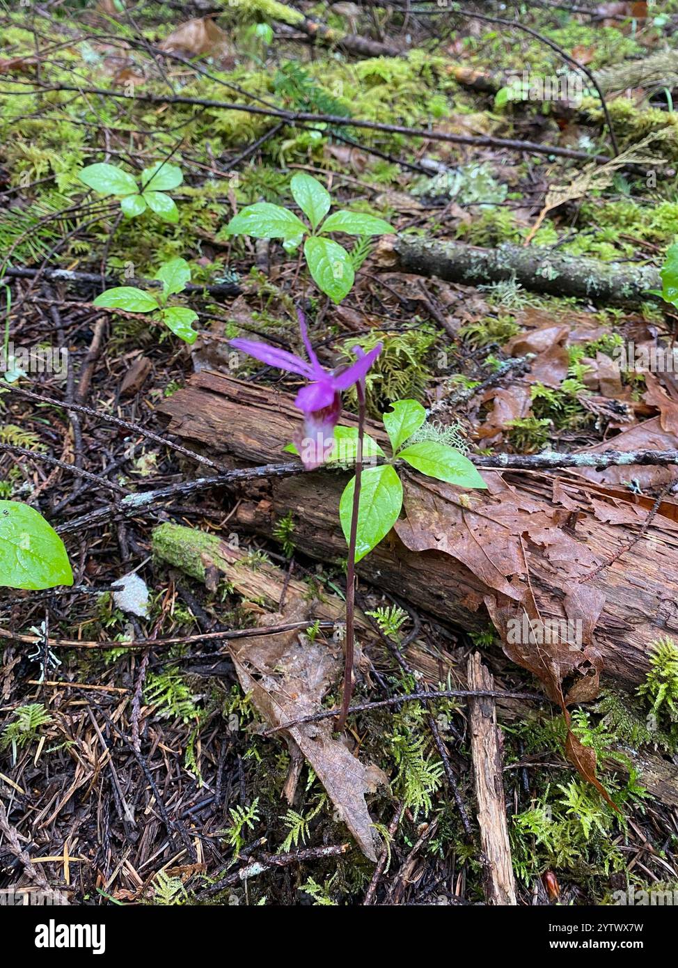 Western Fairy-slipper (Calypso bulbosa occidentalis Stock Photo - Alamy