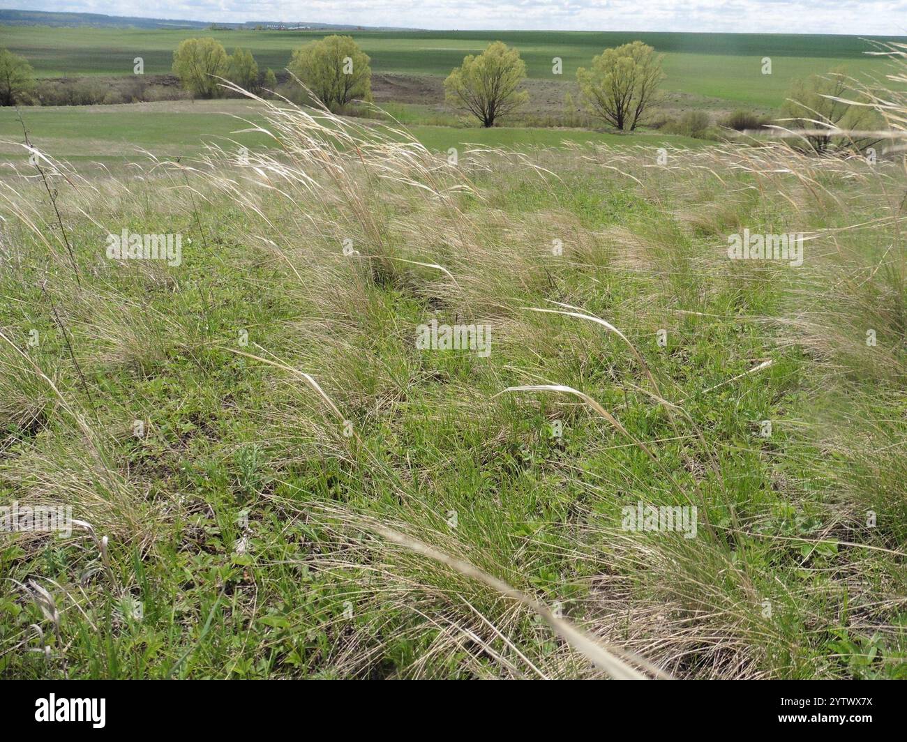 Dwarf Feather Grass (Stipa capillata Stock Photo - Alamy