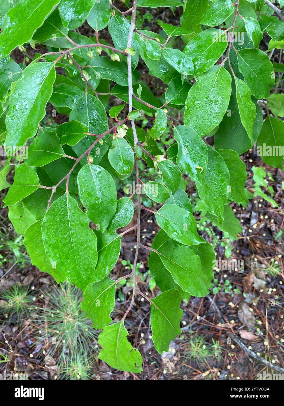 American persimmon (Diospyros virginiana Stock Photo - Alamy