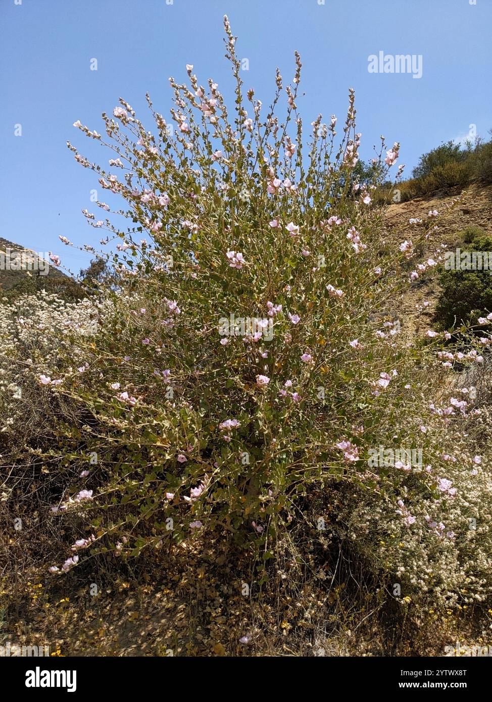 southern coastal bushmallow (Malacothamnus fasciculatus Stock Photo - Alamy