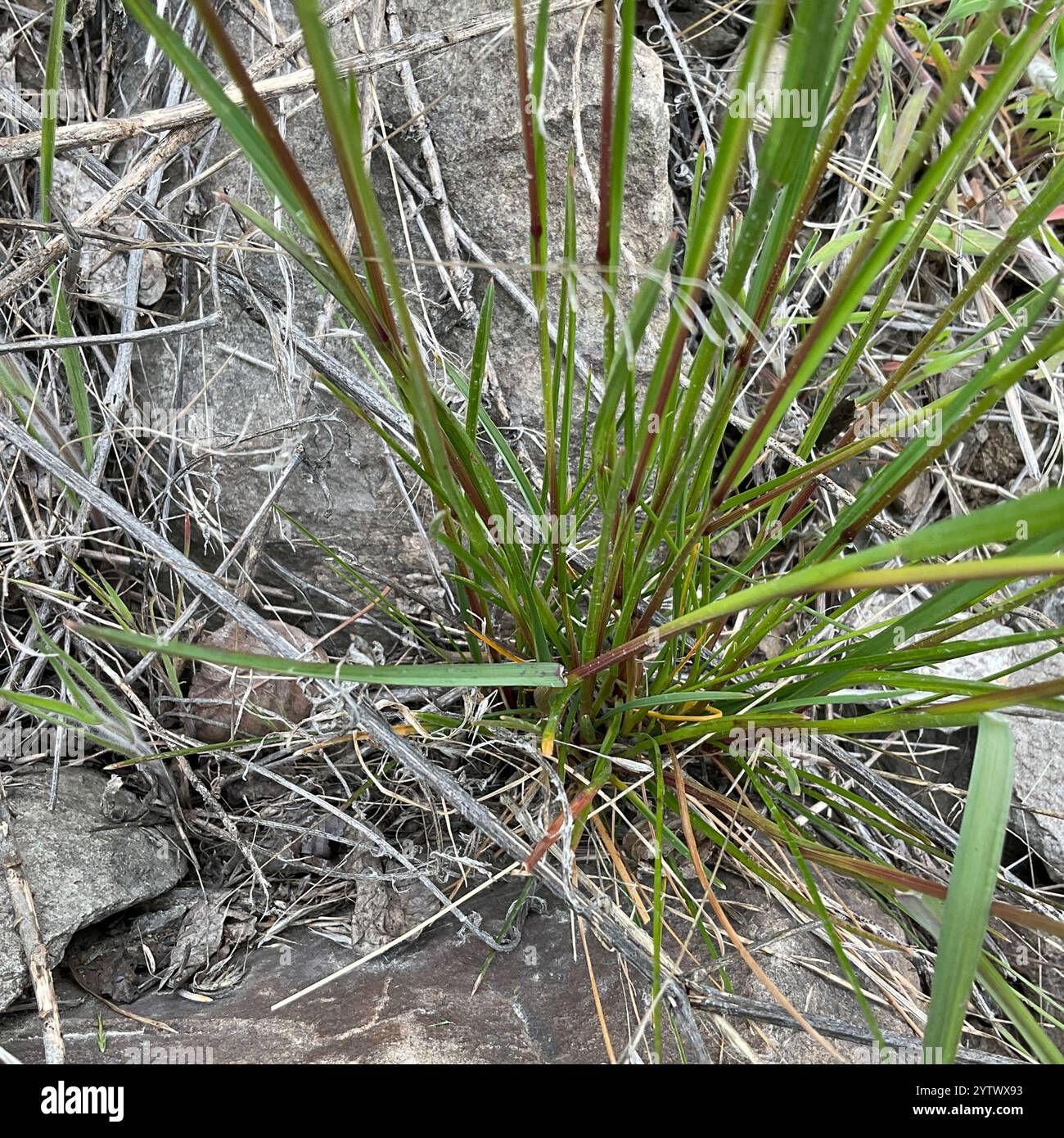 Bulbous Bluegrass (Poa bulbosa Stock Photo - Alamy