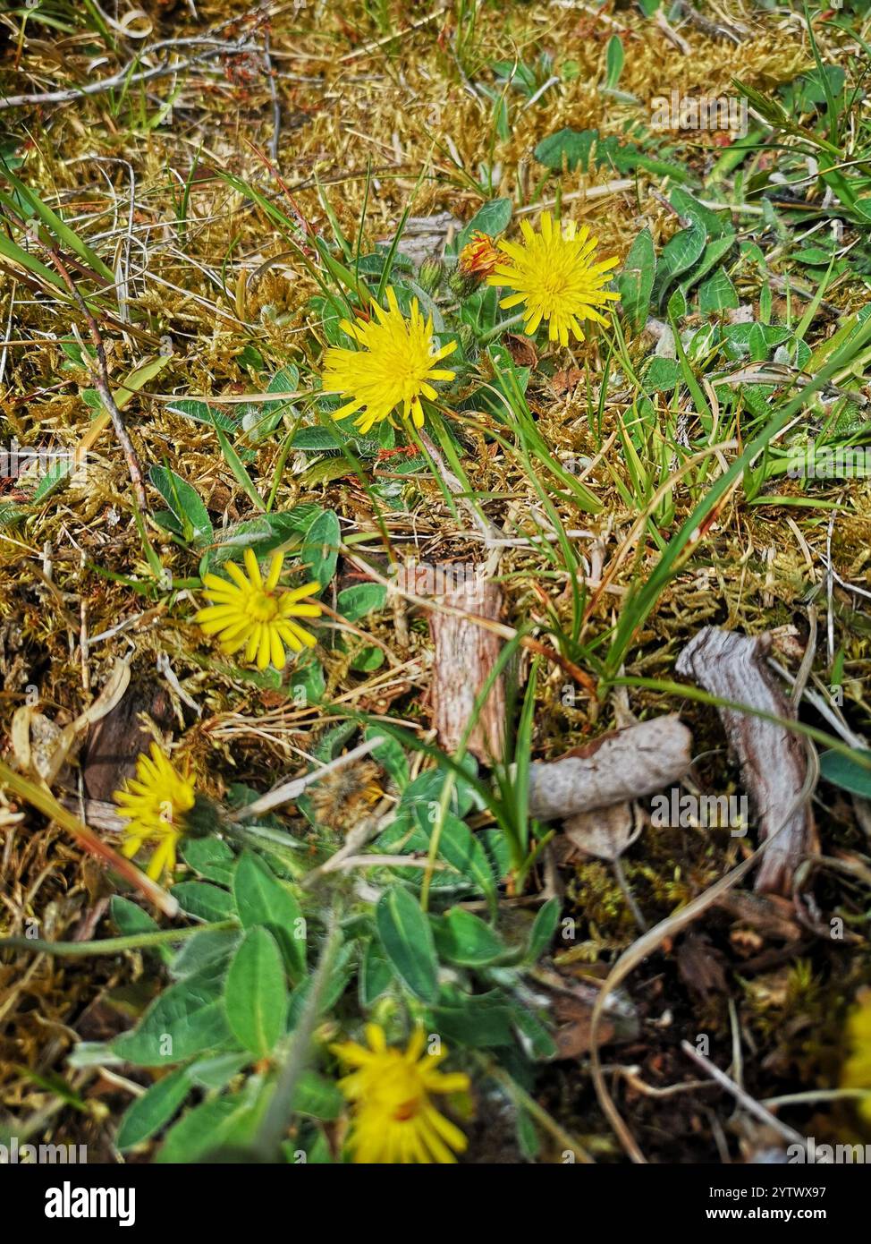 mouse-eared hawkweed (Pilosella officinarum Stock Photo - Alamy