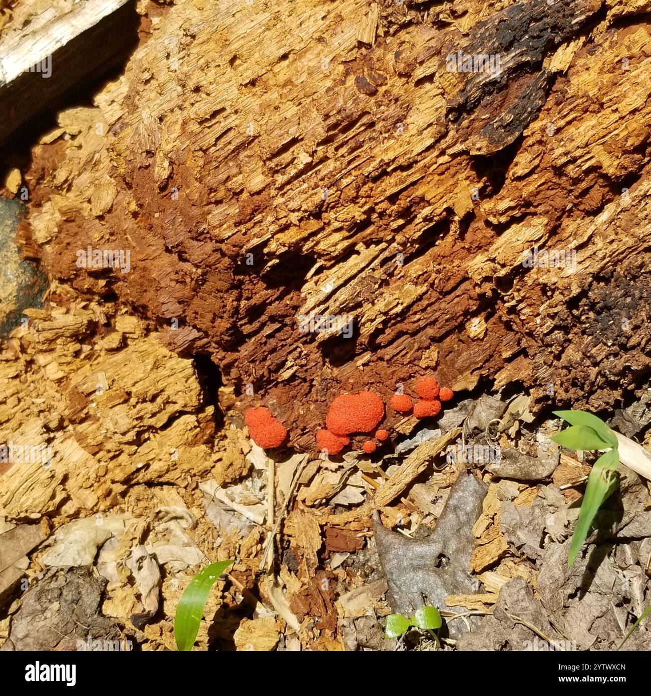 Red Raspberry Slime Mold (Tubifera ferruginosa Stock Photo - Alamy