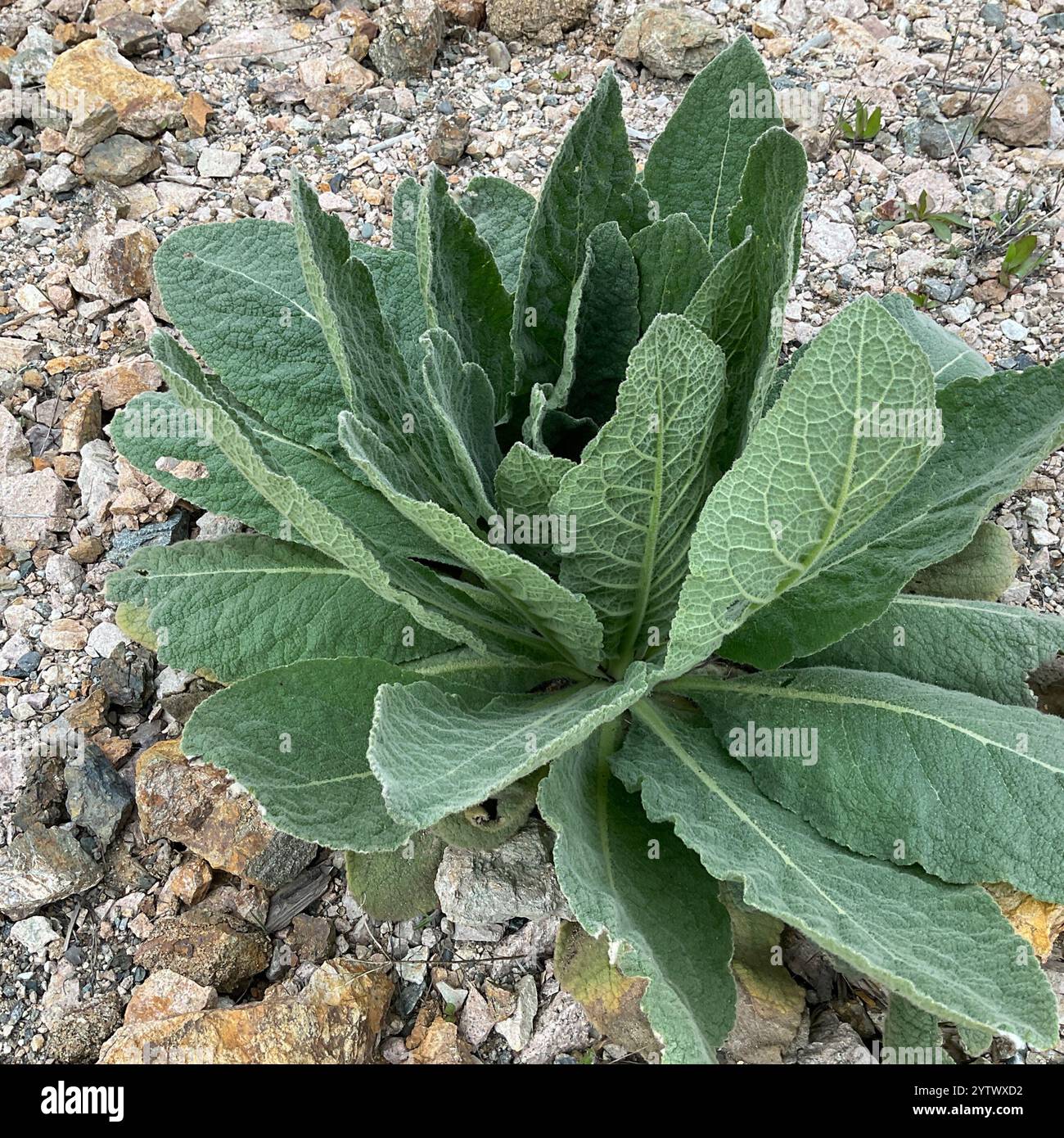 great mullein (Verbascum thapsus Stock Photo - Alamy