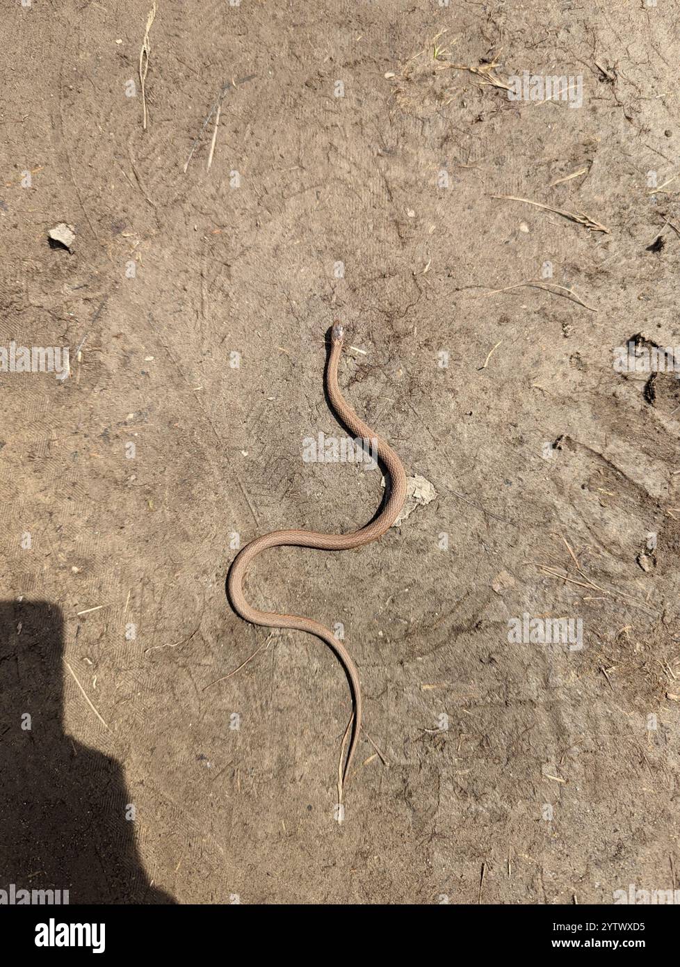 Northern Redbelly Snake (Storeria occipitomaculata occipitomaculata ...