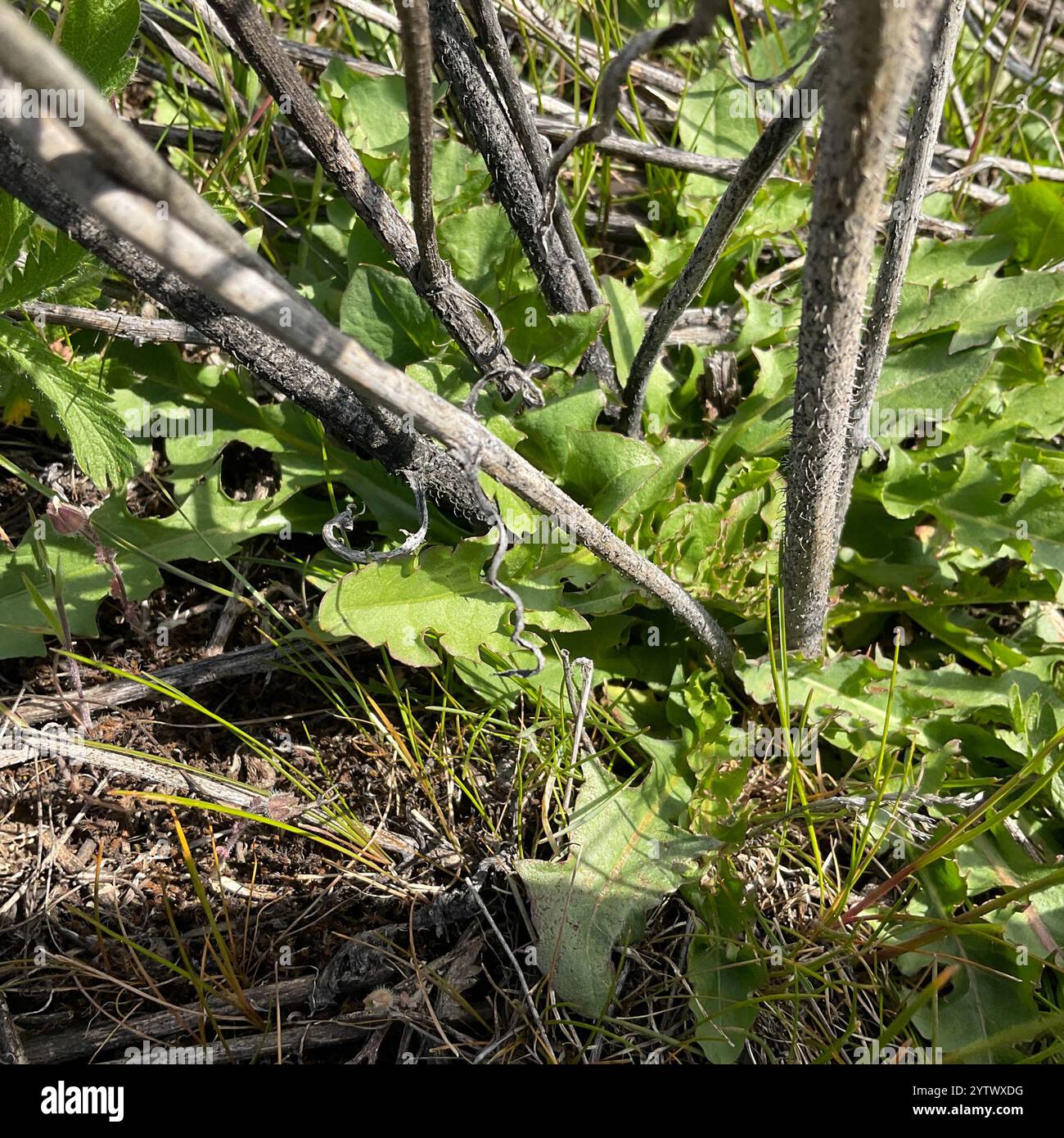 Rush Skeletonweed (Chondrilla juncea Stock Photo - Alamy