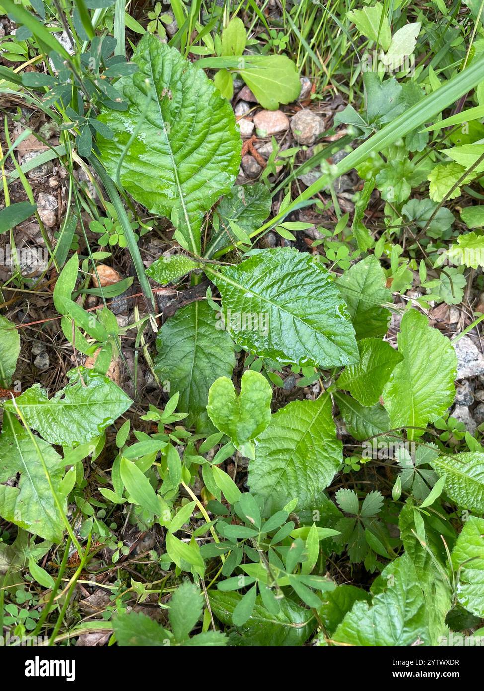 leafy elephant's-foot (Elephantopus carolinianus Stock Photo - Alamy