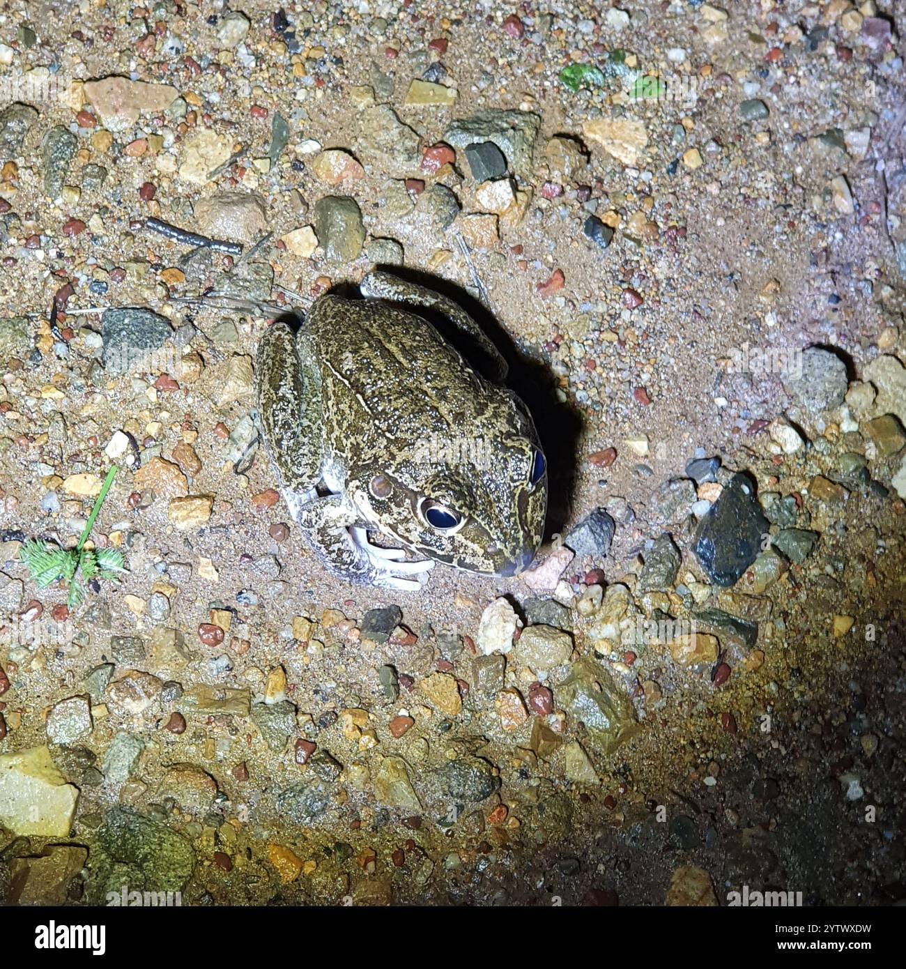 New Holland Frog (Ranoidea novaehollandiae Stock Photo - Alamy