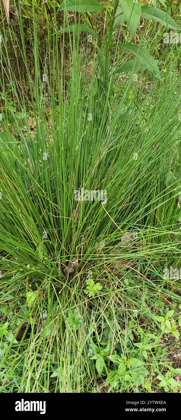 Soft Rush (Juncus effusus Stock Photo - Alamy