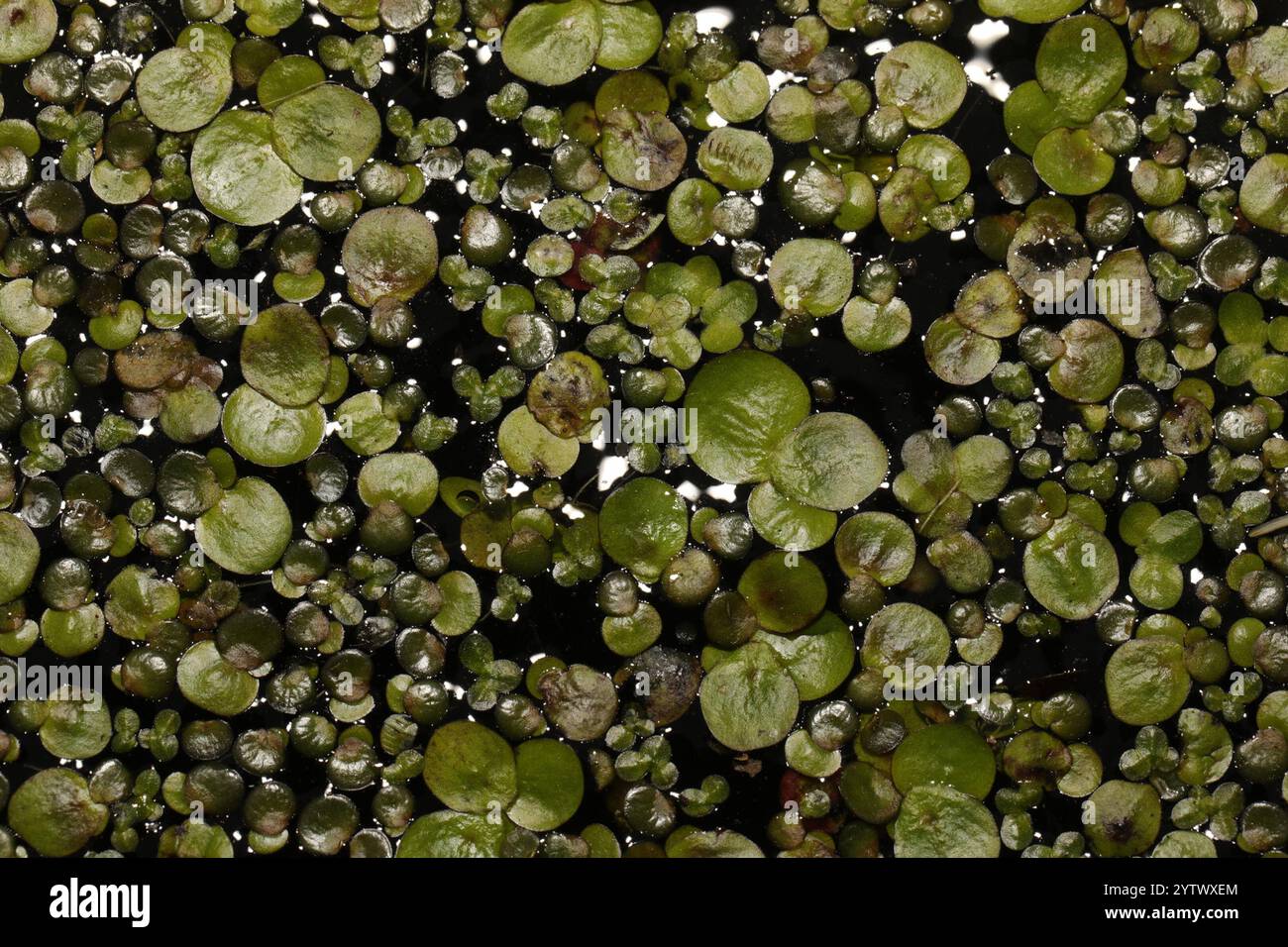 greater duckweed (Spirodela polyrhiza Stock Photo - Alamy