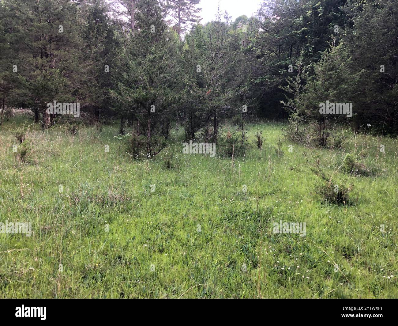 whitetop sedge (Rhynchospora colorata Stock Photo - Alamy