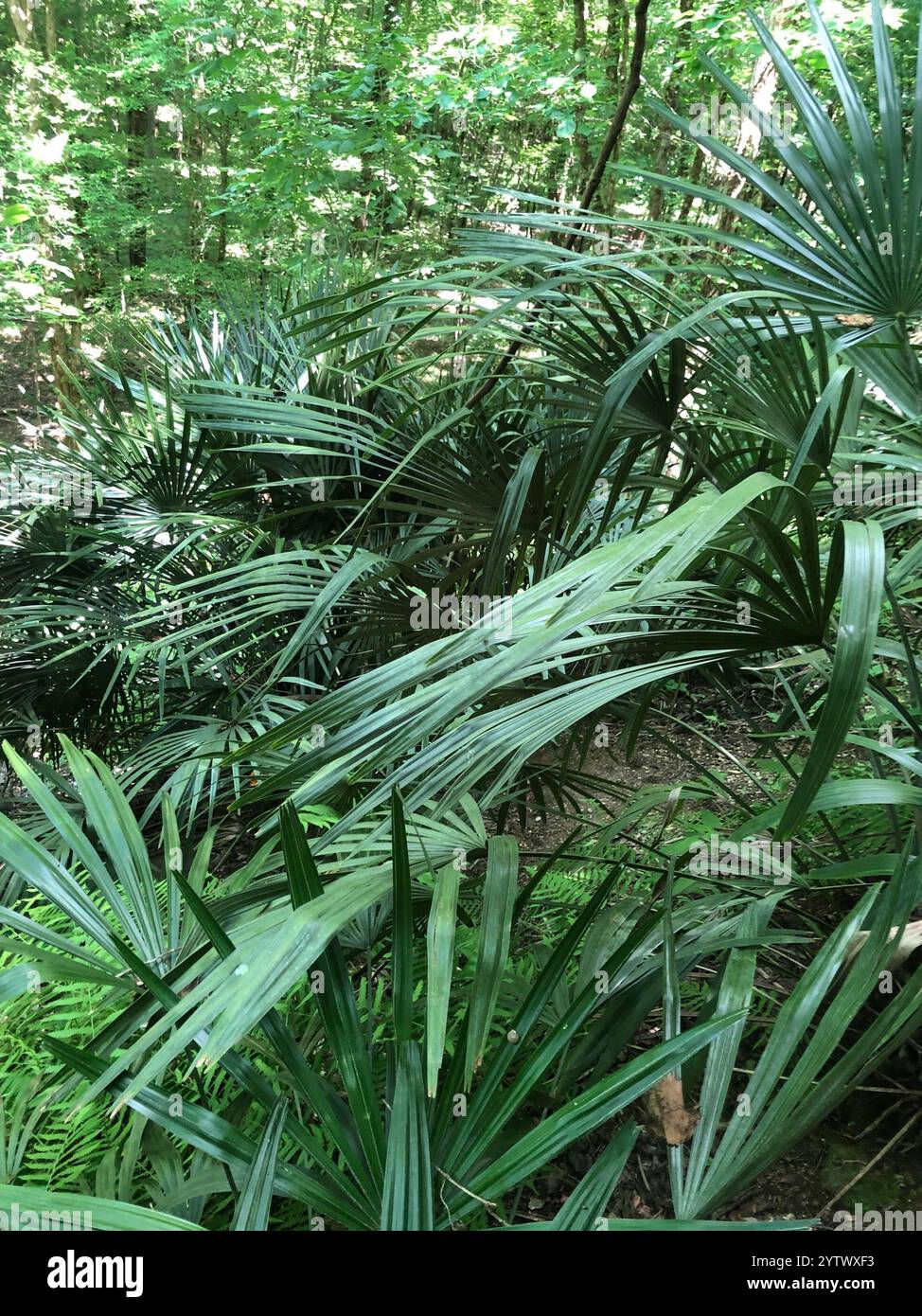 Rhapidophyllum hystrix hi-res stock photography and images - Alamy