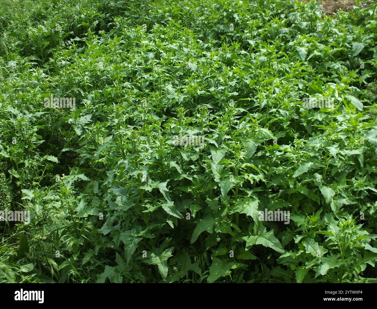 False london rocket hi-res stock photography and images - Alamy
