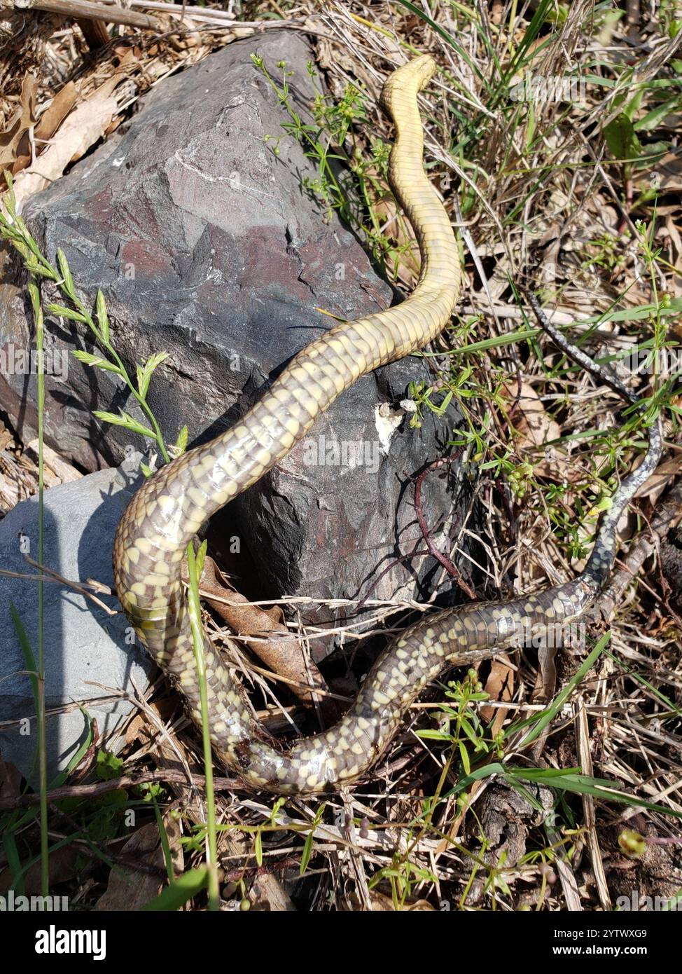 Mississippi Green Watersnake (Nerodia cyclopion Stock Photo - Alamy