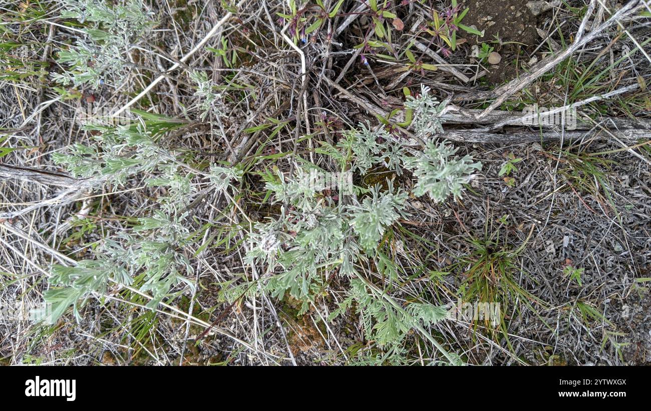 Big Sagebrush (Artemisia tridentata Stock Photo - Alamy