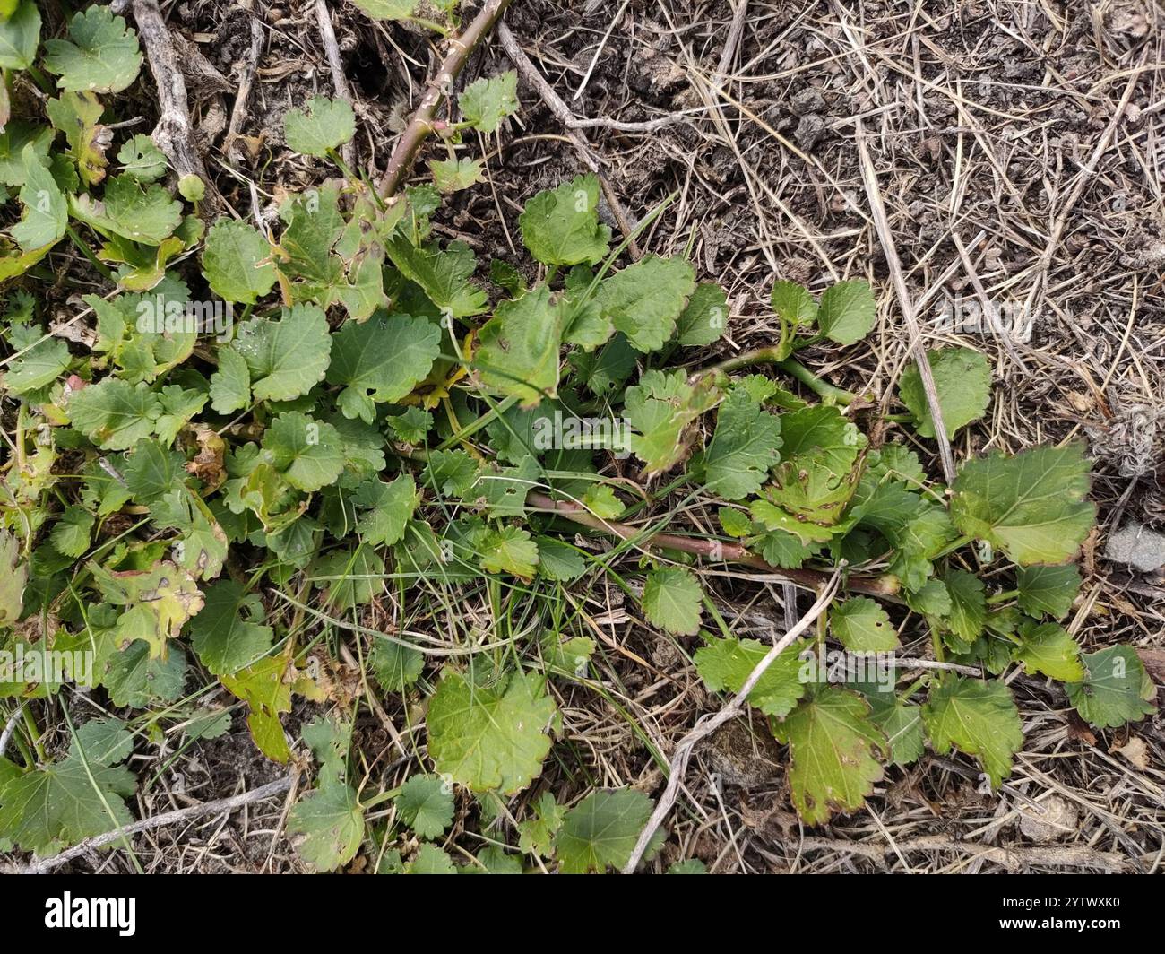 Carolina Bristlemallow (Modiola caroliniana Stock Photo - Alamy