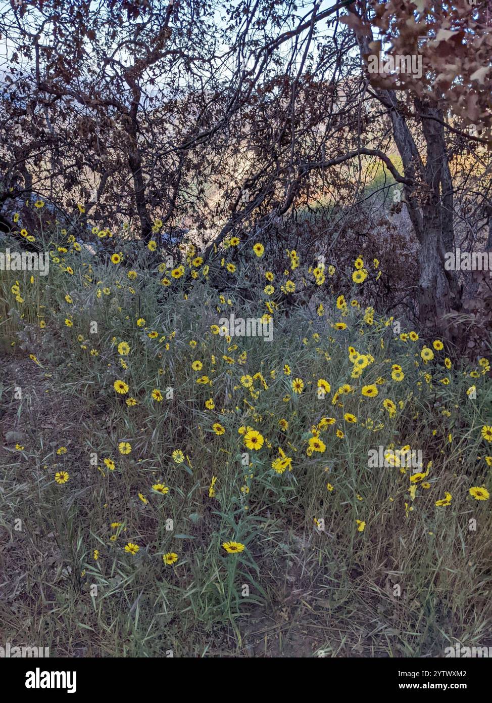 Common Madia (Madia elegans Stock Photo - Alamy