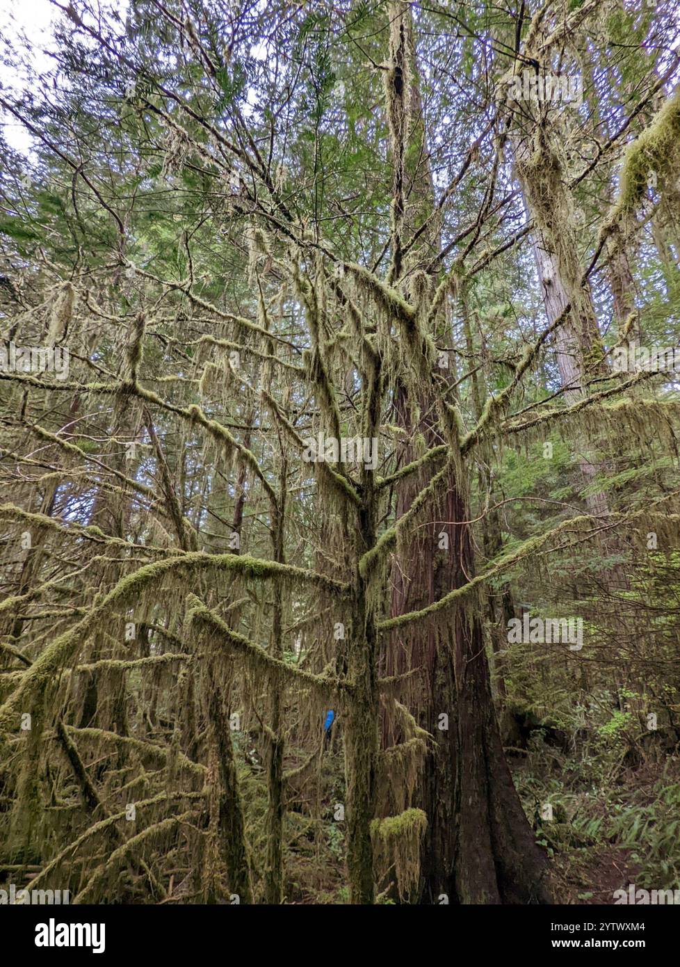 Pacific yew (Taxus brevifolia Stock Photo - Alamy