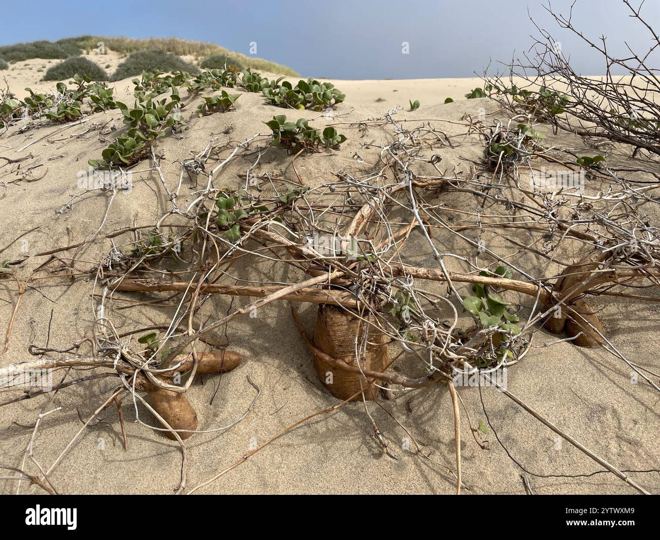 Yellow Sand Verbena (Abronia latifolia Stock Photo - Alamy
