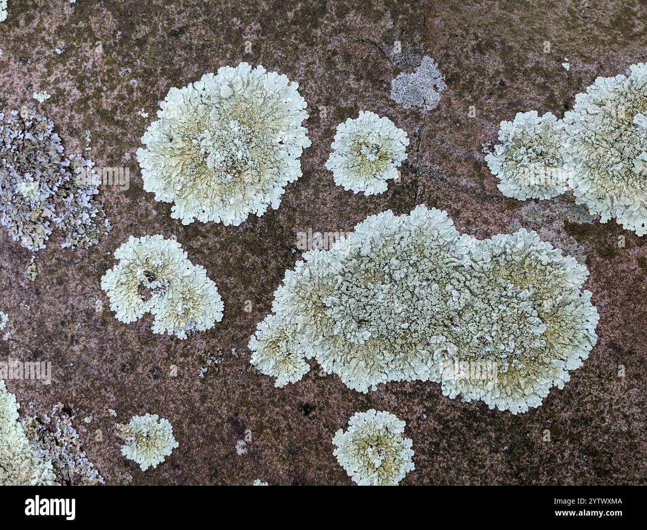 rock greenshield lichen (Flavoparmelia baltimorensis Stock Photo - Alamy