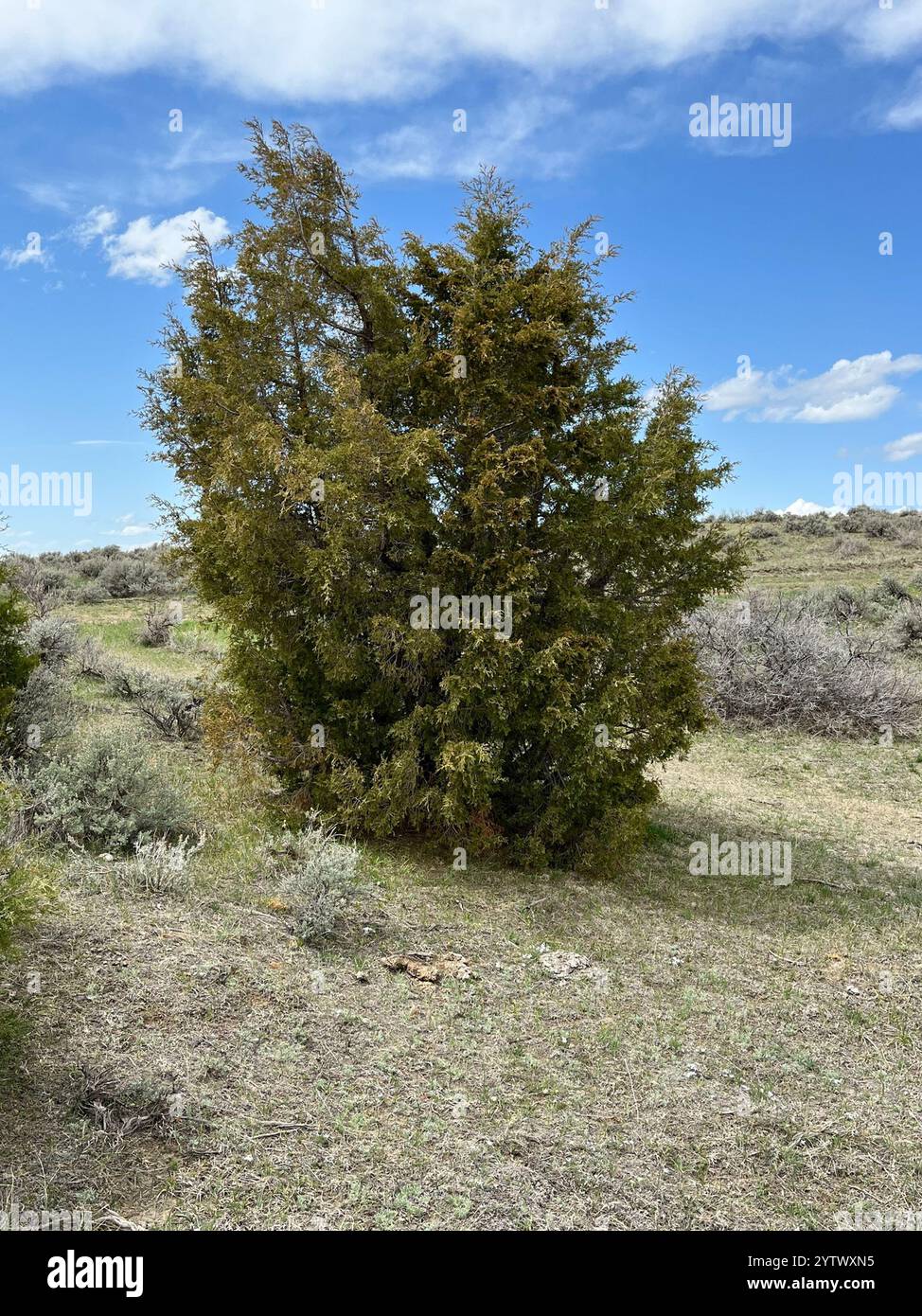 Rocky Mountain Juniper (Juniperus scopulorum Stock Photo - Alamy