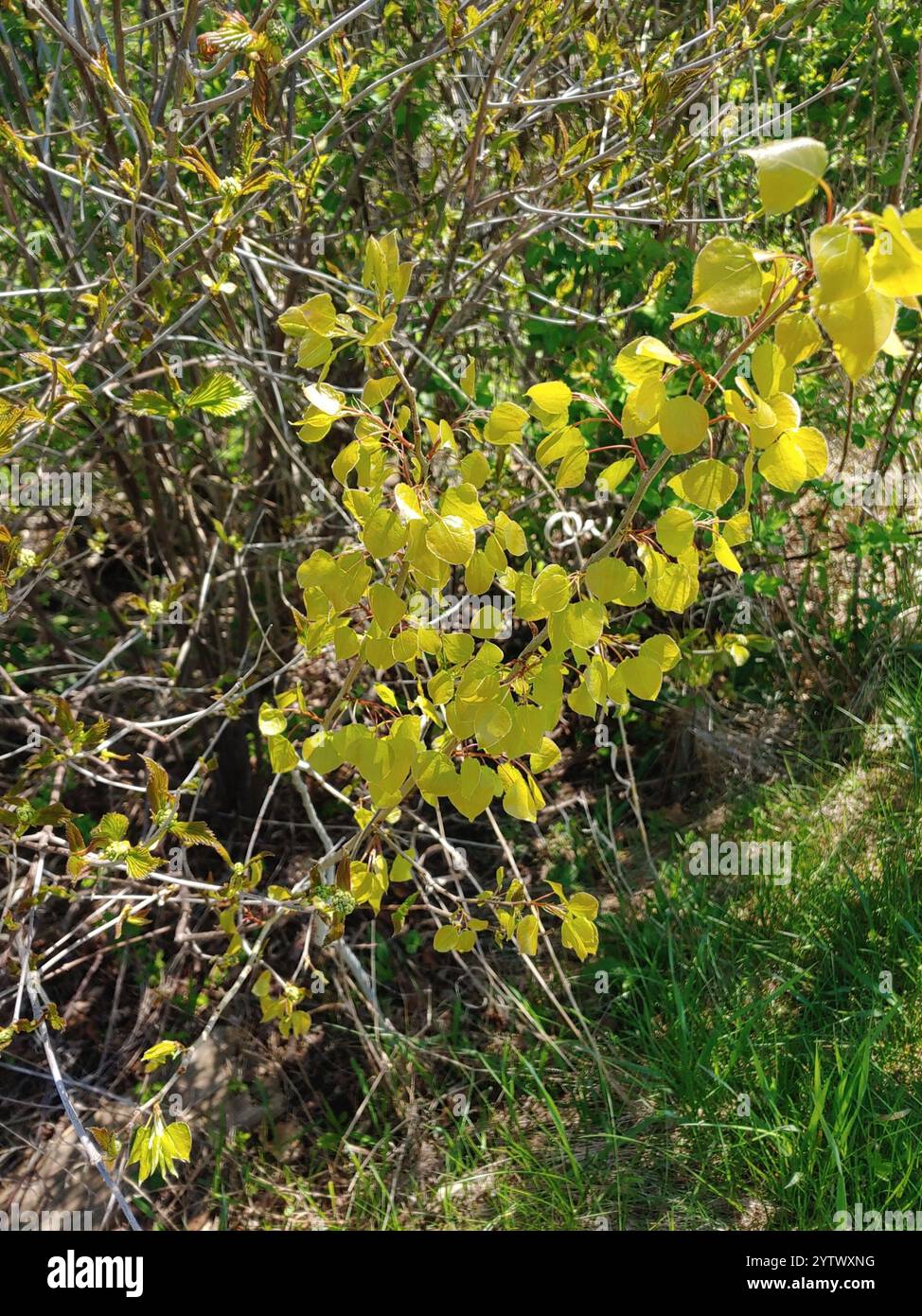 trembling aspen (Populus tremuloides Stock Photo - Alamy