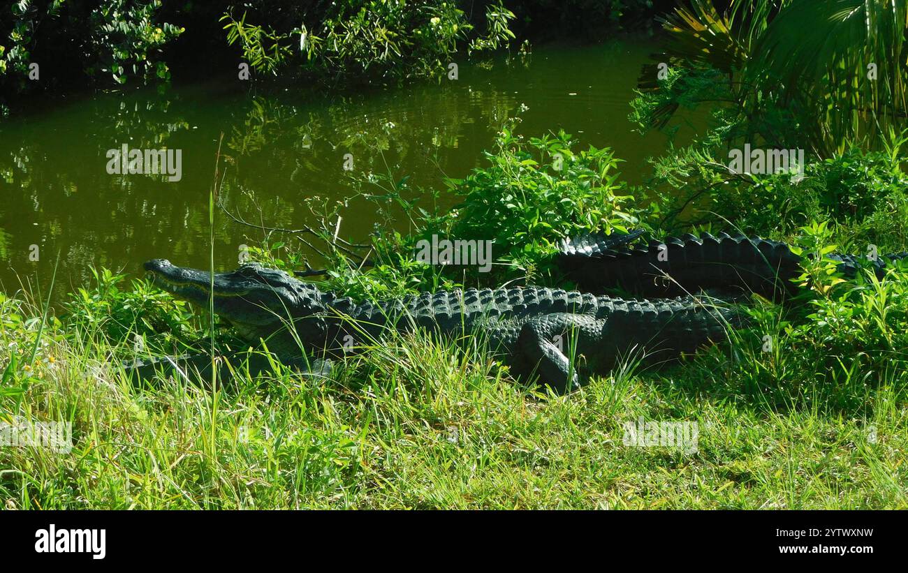 American Alligator (Alligator mississippiensis Stock Photo - Alamy