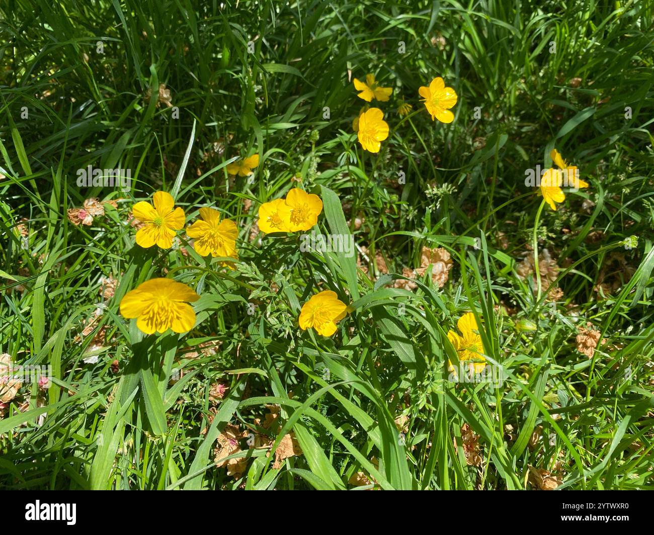bulbous buttercup (Ranunculus bulbosus Stock Photo - Alamy