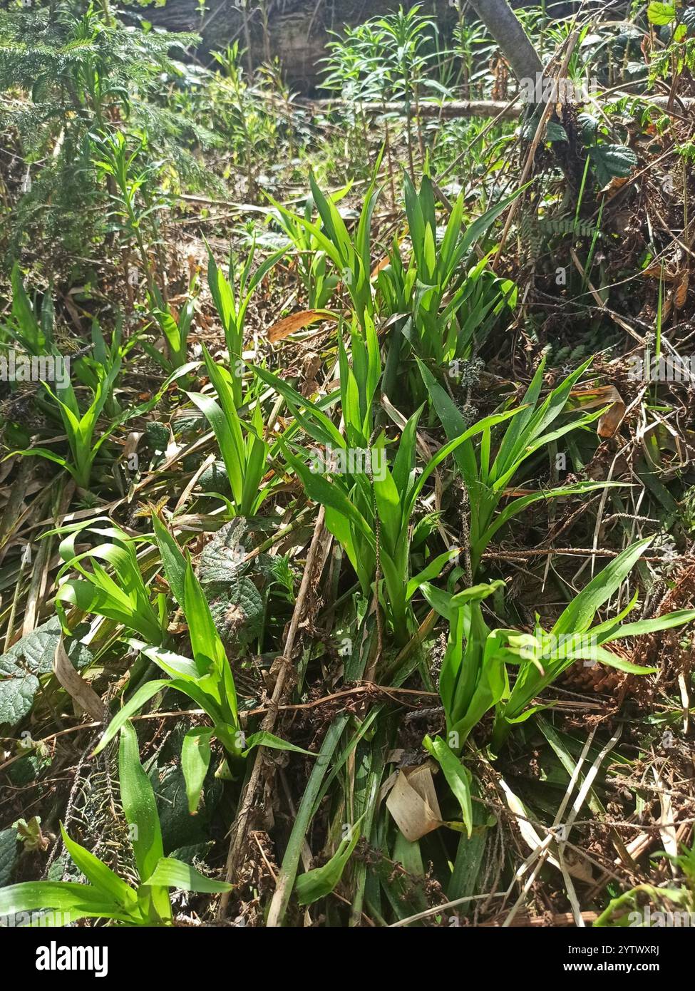 Great Woodrush (Luzula sylvatica Stock Photo - Alamy