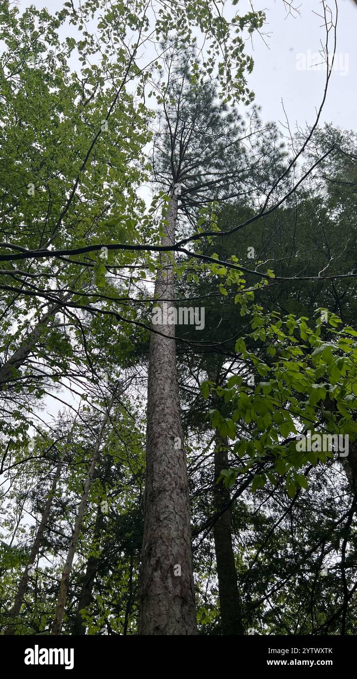 red pine (Pinus resinosa Stock Photo - Alamy