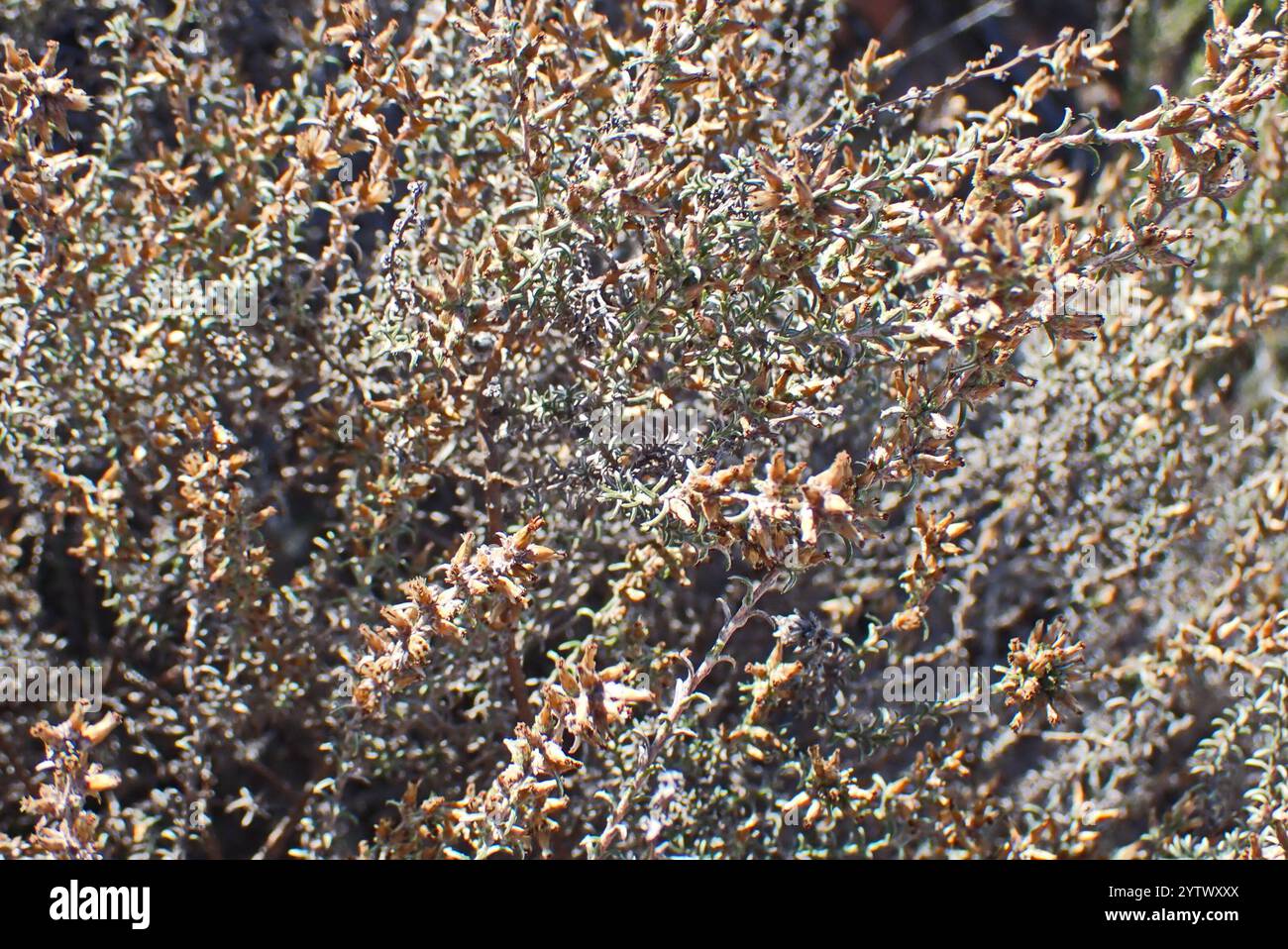 Common Snakebush Complex (Seriphium plumosum Stock Photo - Alamy