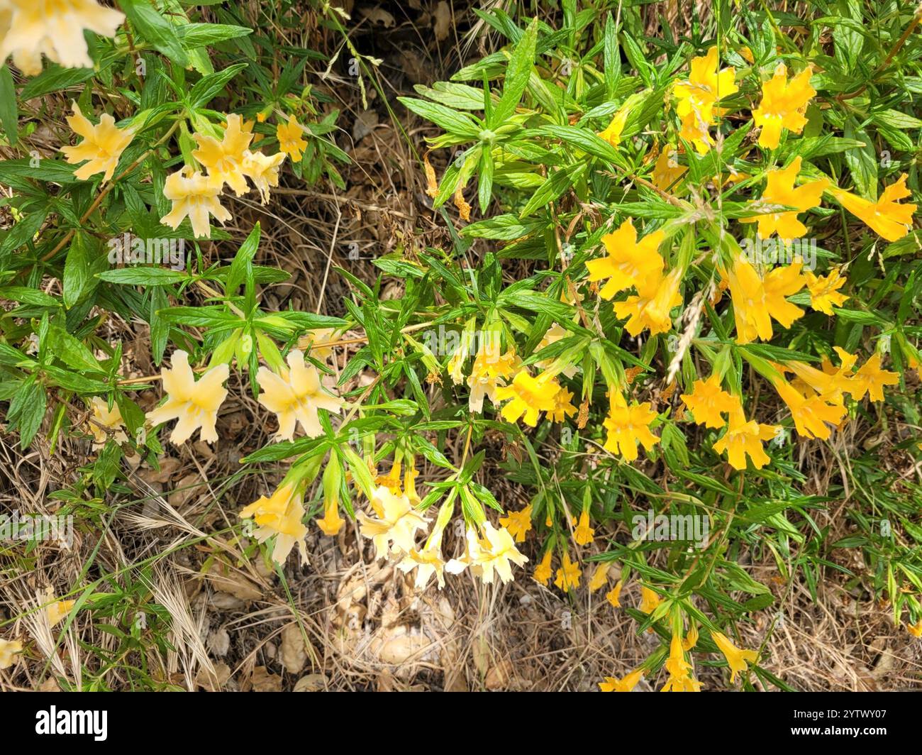 southern bush monkeyflower (Diplacus longiflorus Stock Photo - Alamy
