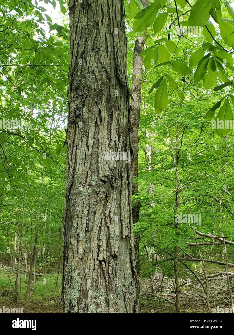 shagbark hickory (Carya ovata Stock Photo - Alamy