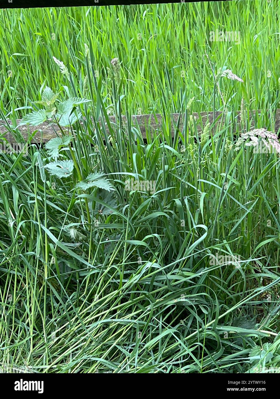 grasses, sedges, cattails, and allies (Poales Stock Photo - Alamy