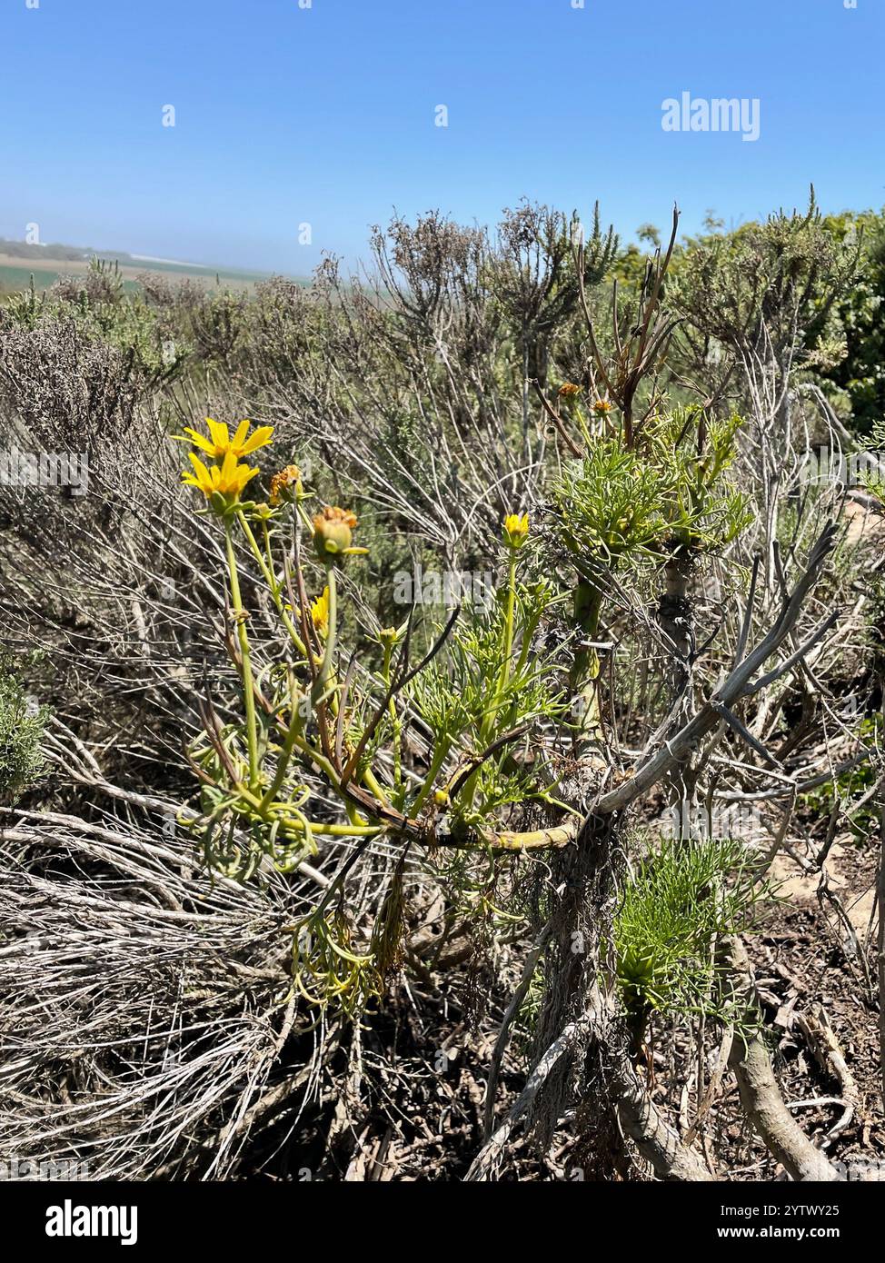 giant coreopsis (Leptosyne gigantea Stock Photo - Alamy