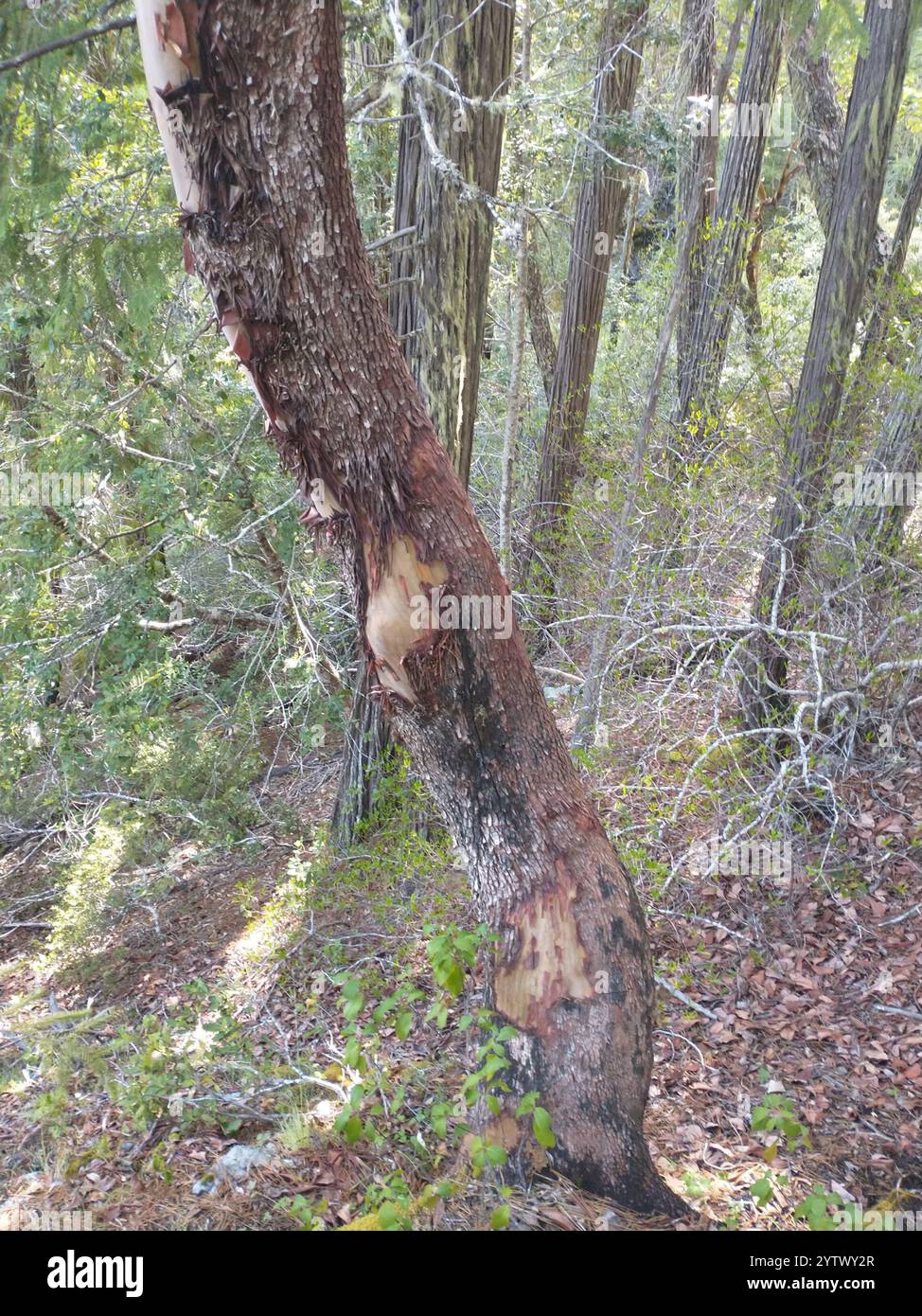 Pacific madrone (Arbutus menziesii Stock Photo - Alamy