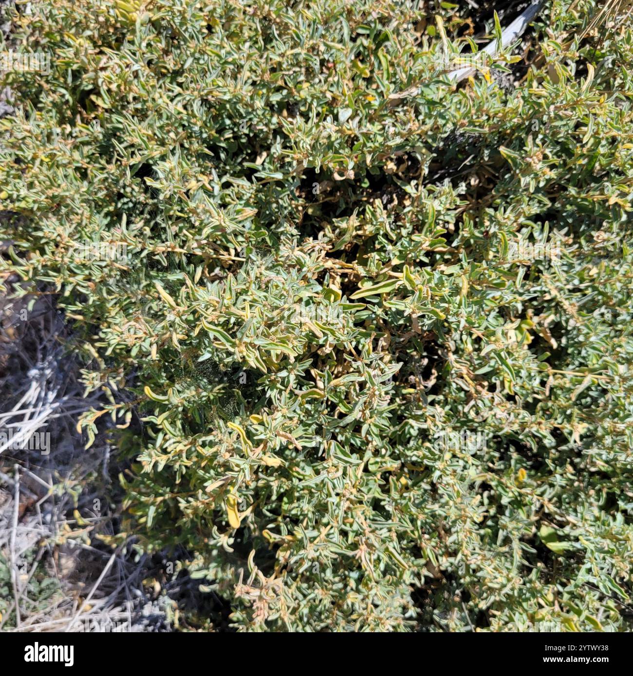 berry saltbush (Atriplex semibaccata Stock Photo - Alamy