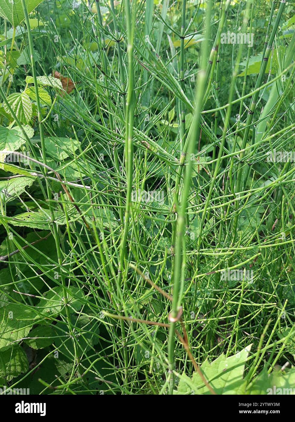 Branched Horsetail (Equisetum ramosissimum Stock Photo - Alamy