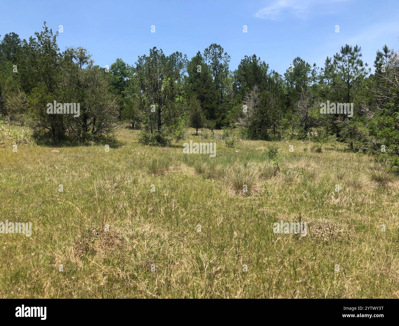 Hairawn Muhly (Muhlenbergia capillaris Stock Photo - Alamy
