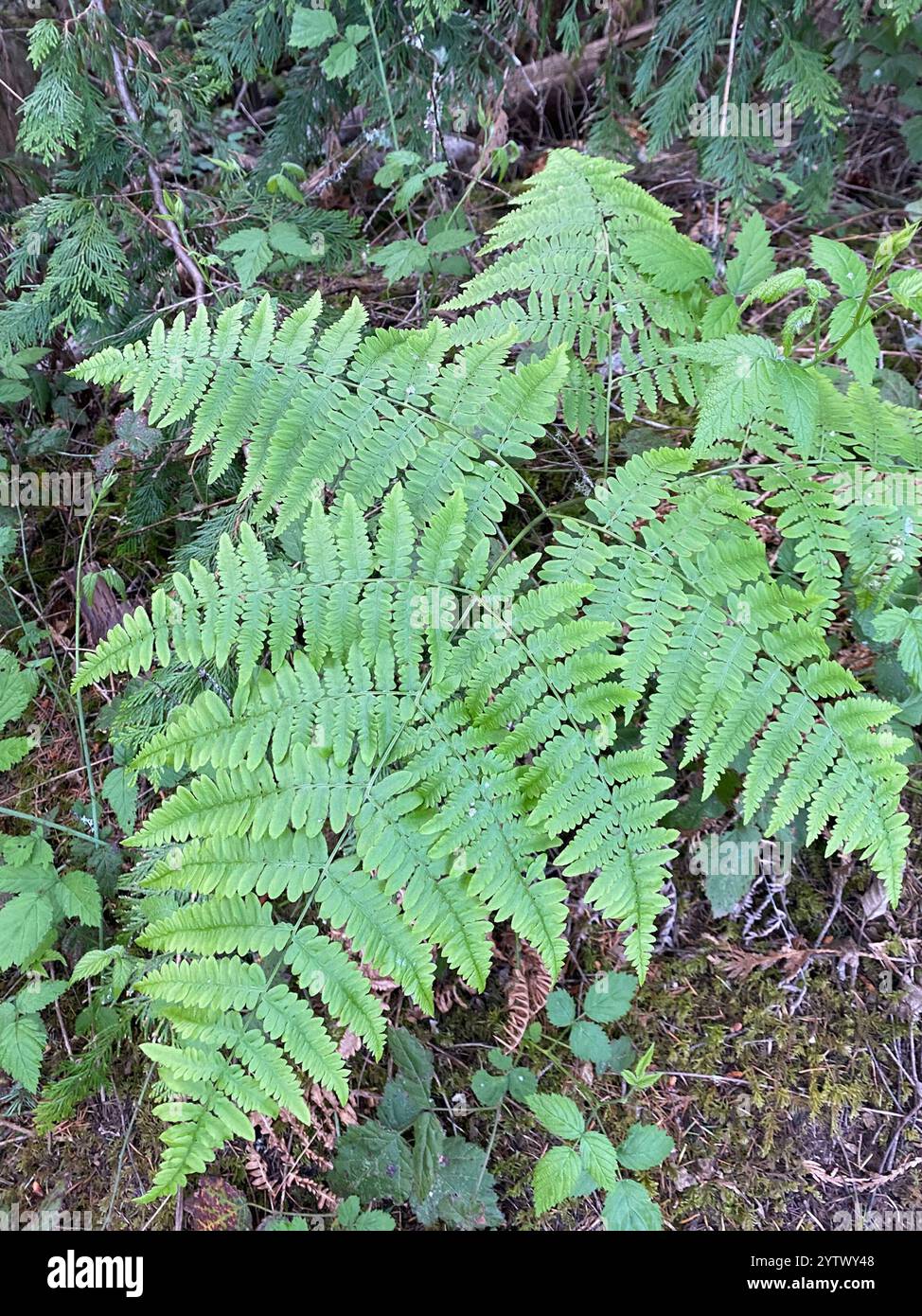 common bracken (Pteridium aquilinum Stock Photo - Alamy