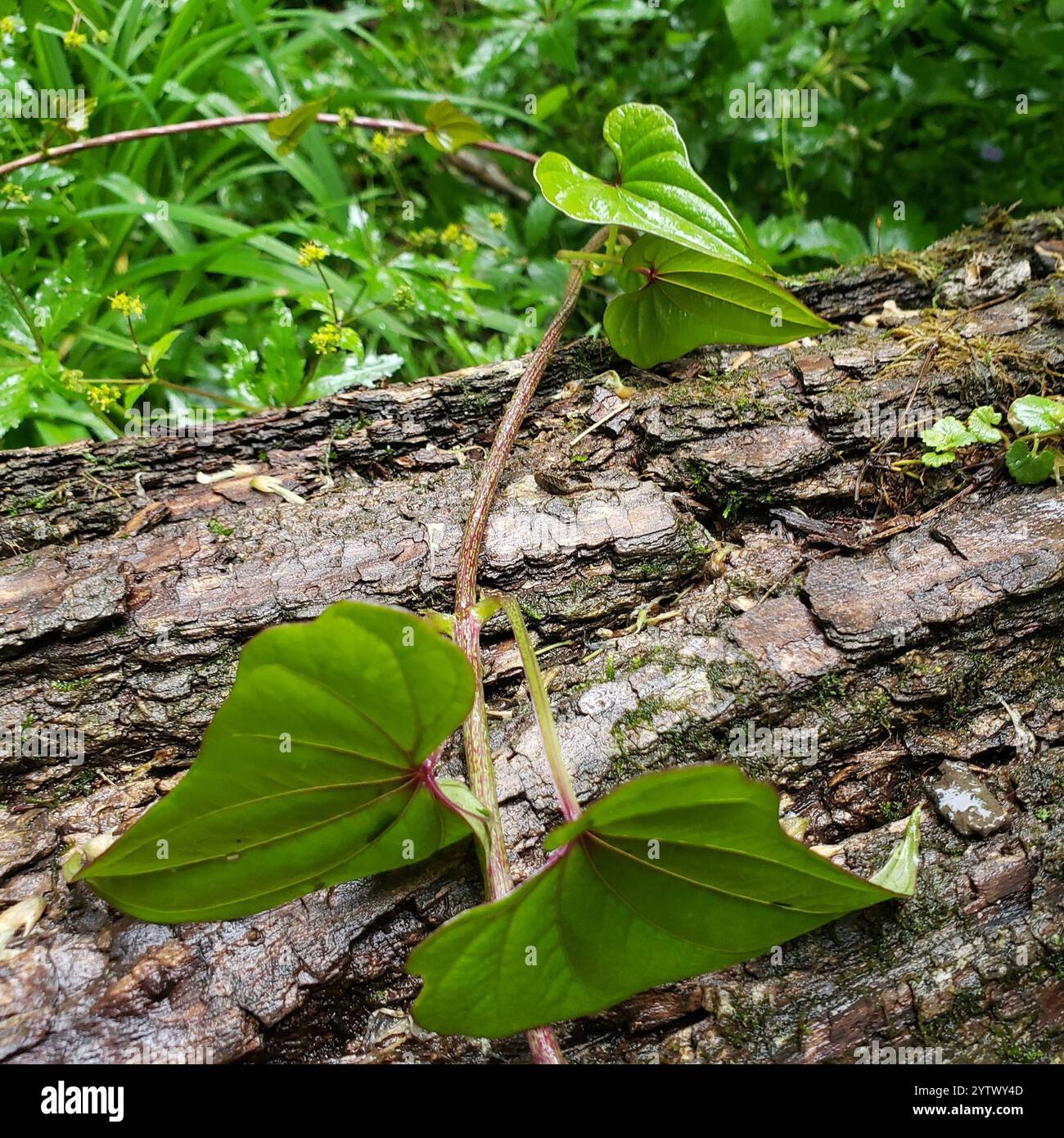 Chinese yam (Dioscorea polystachya Stock Photo - Alamy