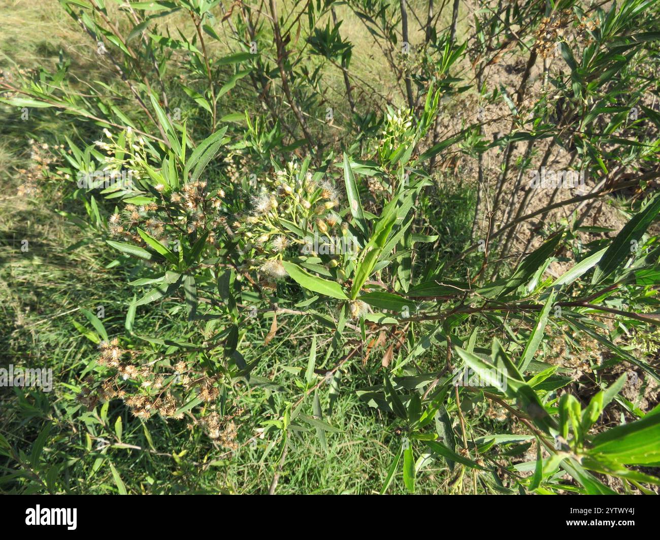 mule fat (Baccharis salicifolia Stock Photo - Alamy