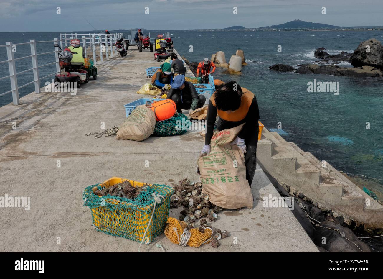Haenyeo women divers with their fresh conch shell catch, Gapado Island ...