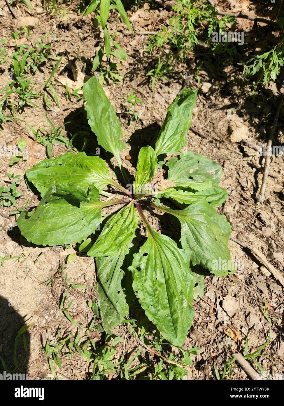 American plantain (Plantago rugelii Stock Photo - Alamy