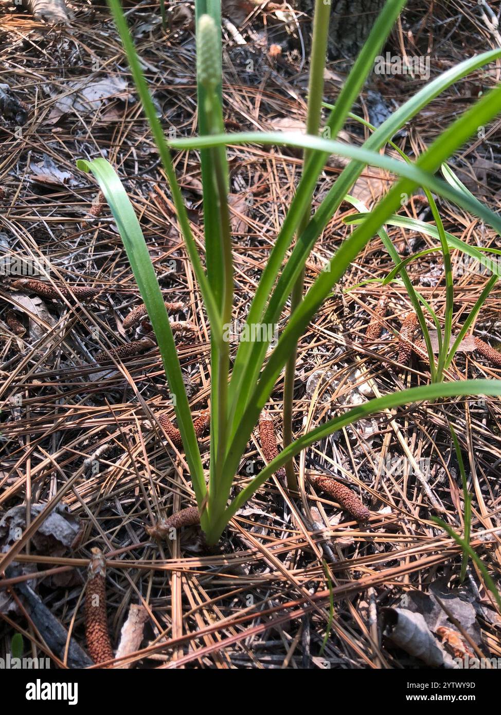 fly poison (Amianthium muscitoxicum Stock Photo - Alamy