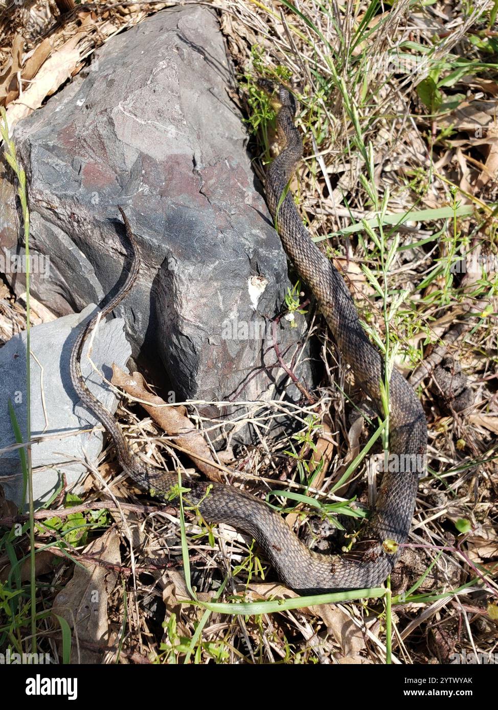 Mississippi Green Watersnake (Nerodia cyclopion Stock Photo - Alamy