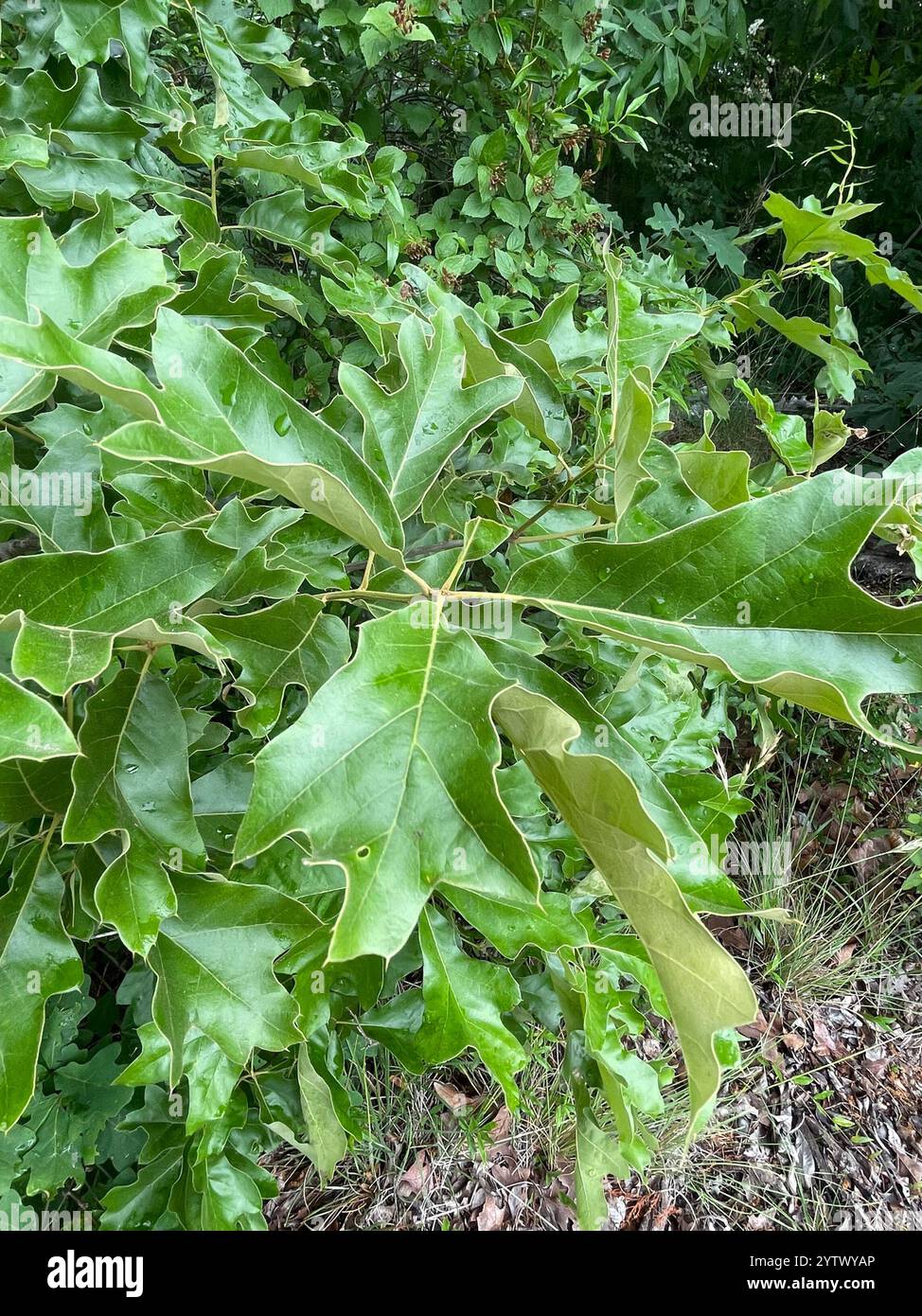 southern red oak (Quercus falcata Stock Photo - Alamy
