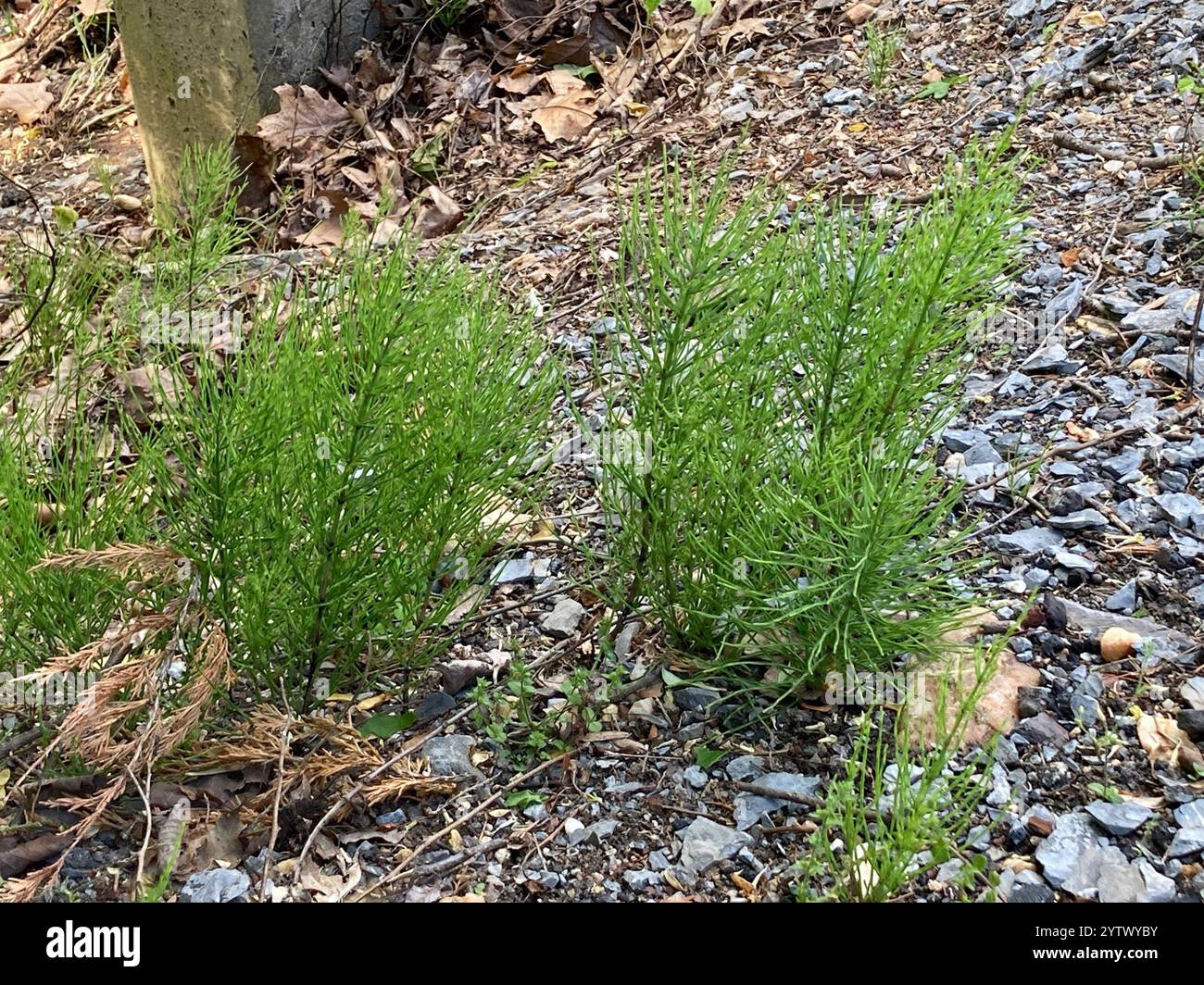 field horsetail (Equisetum arvense Stock Photo - Alamy