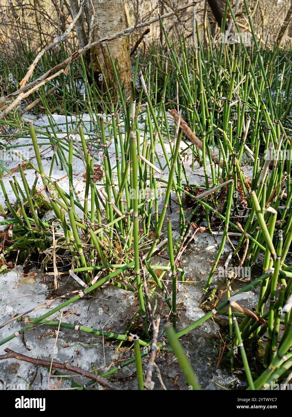 rough horsetail (Equisetum hyemale Stock Photo - Alamy