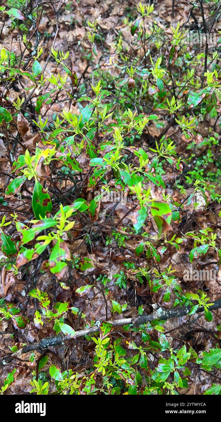 Mountain Laurel Leaf Spot (Mycosphaerella colorata Stock Photo - Alamy